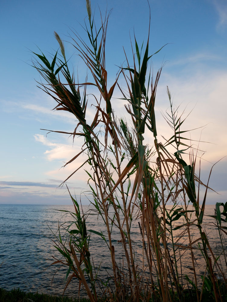 El junco - Hablemos de mí